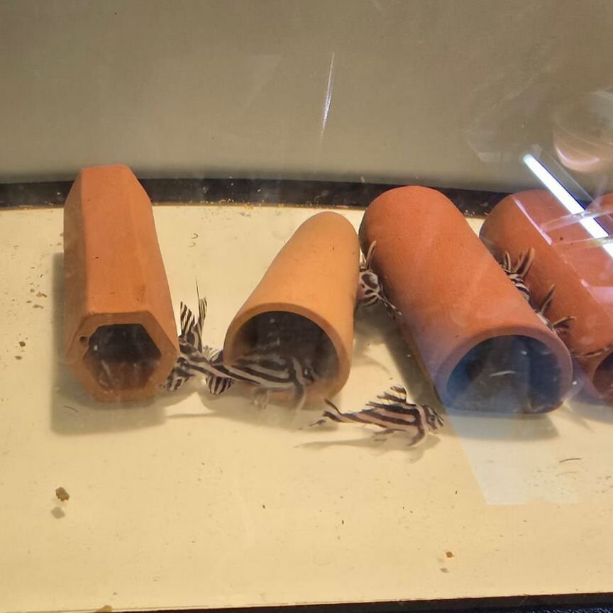 Номерные сомы 046