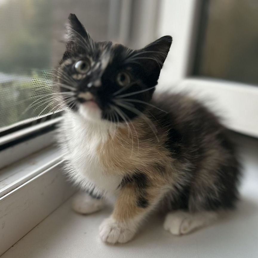 Котенок Тыковка 1,5 месяца