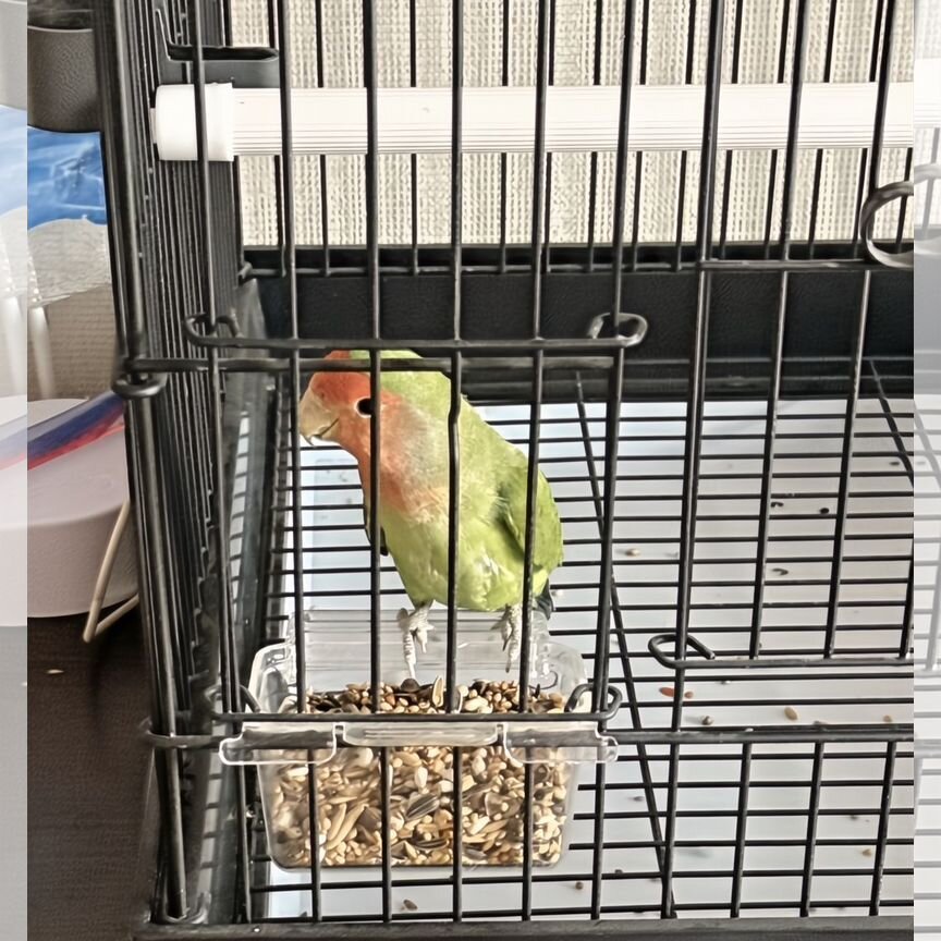 Попугай неразлучники