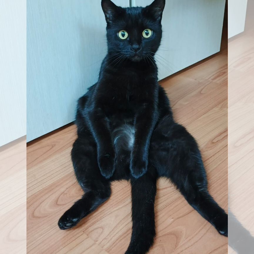 Взрослая кошка в добрые руки