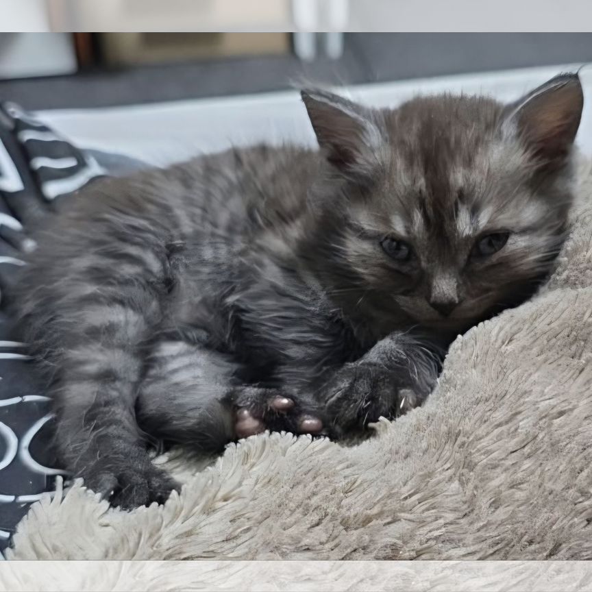 Британский короткошёрстный котёнок