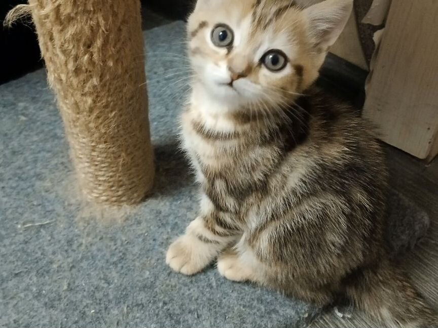 Шотландская