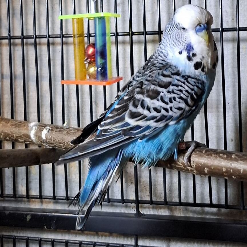 Выставочный волнистый попугай