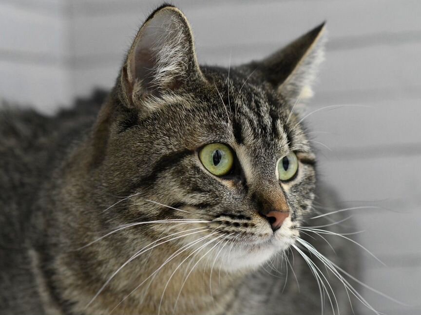 Кошка Сонька в добрые руки