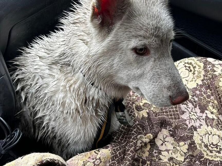 Найдена собака лайка