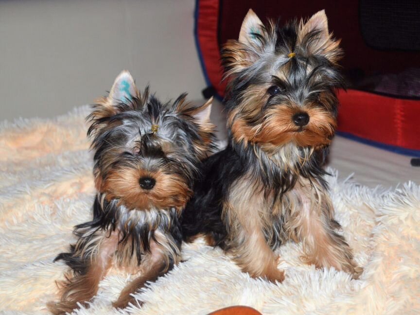 Мальчики мелкий стандарт