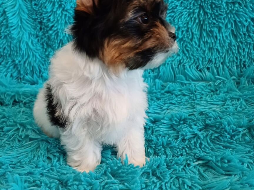 Щенки бивер девочки