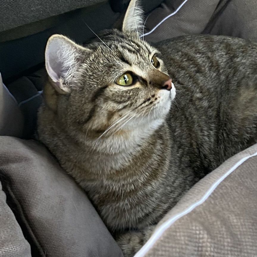 Взрослая кошка в добрые руки