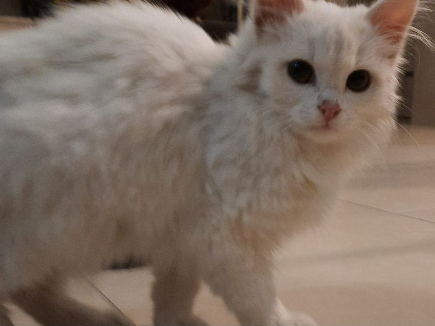 Новогодний беленький котенок ищет дом