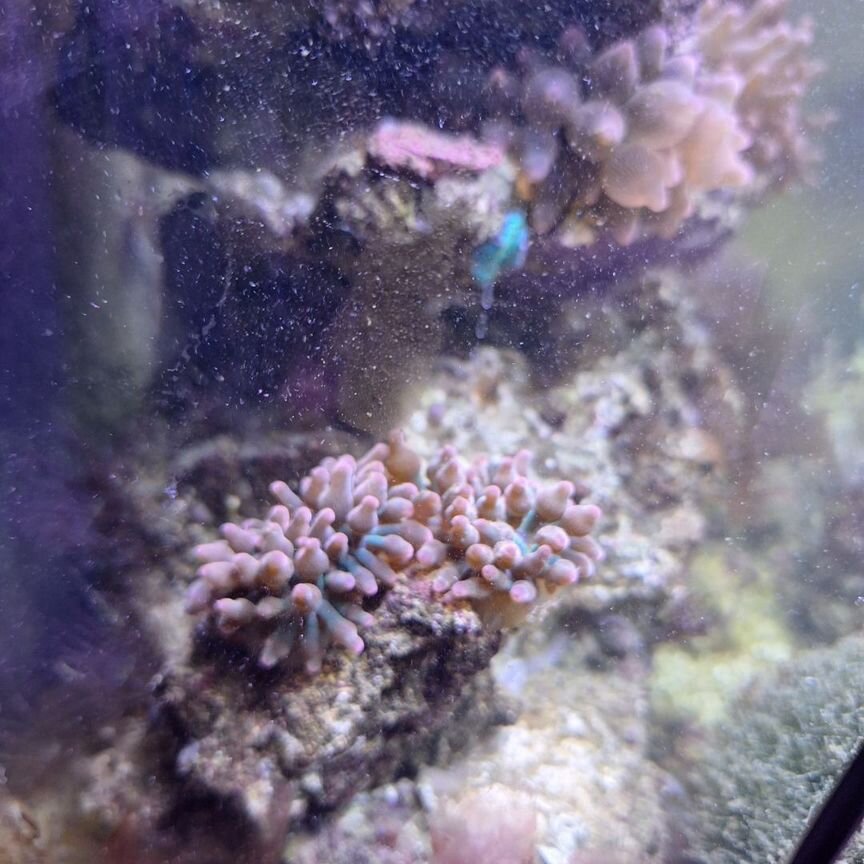 Актиния пузырчатая биколор