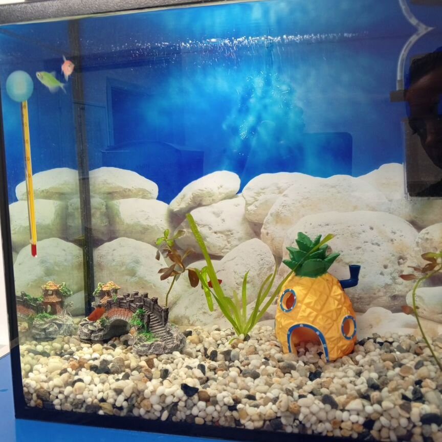 Отдам в добрые руки рыб с аквариумом