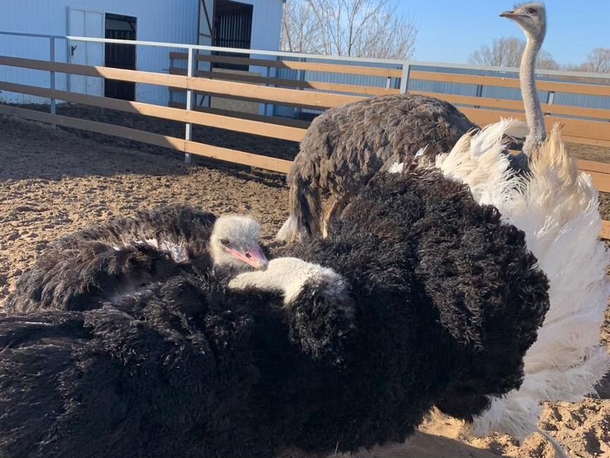 Страус самец