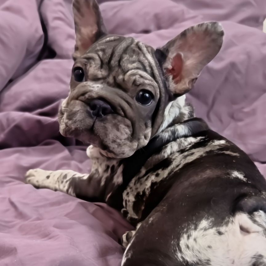 Французский бульдог, щенок