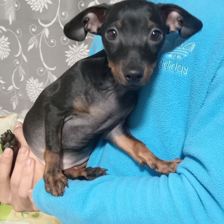 Цвергпинчер