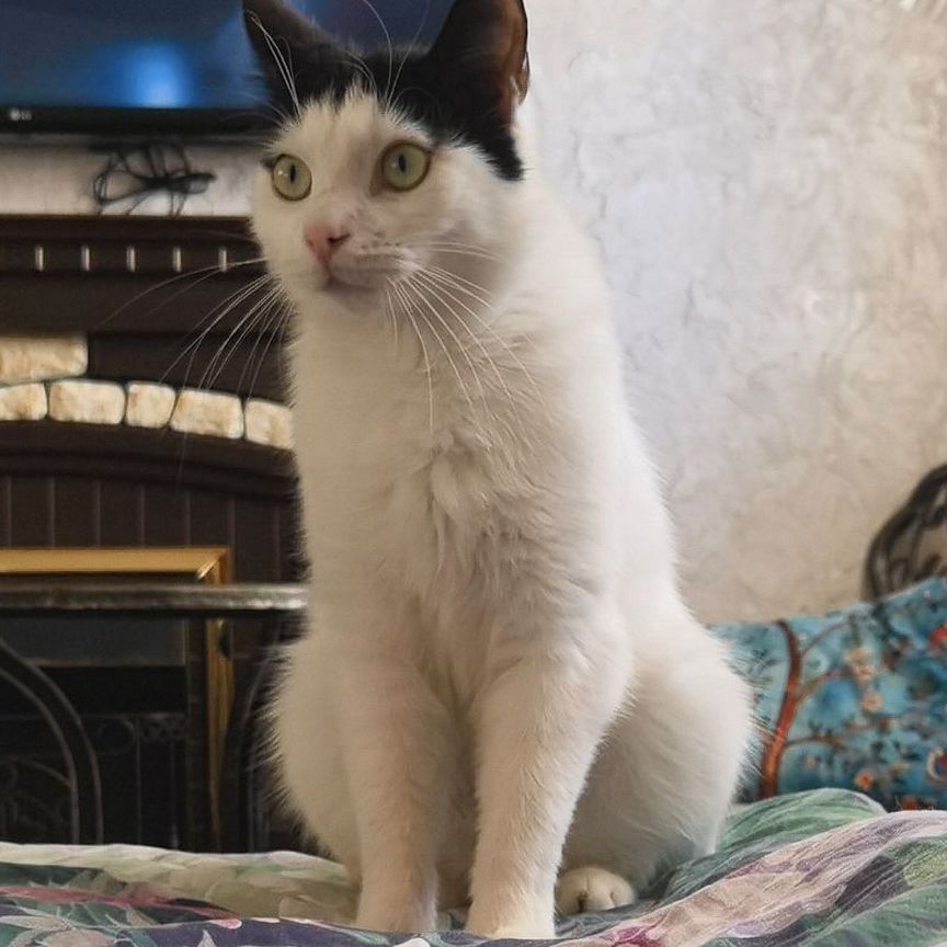 Взрослый кот в добрые руки