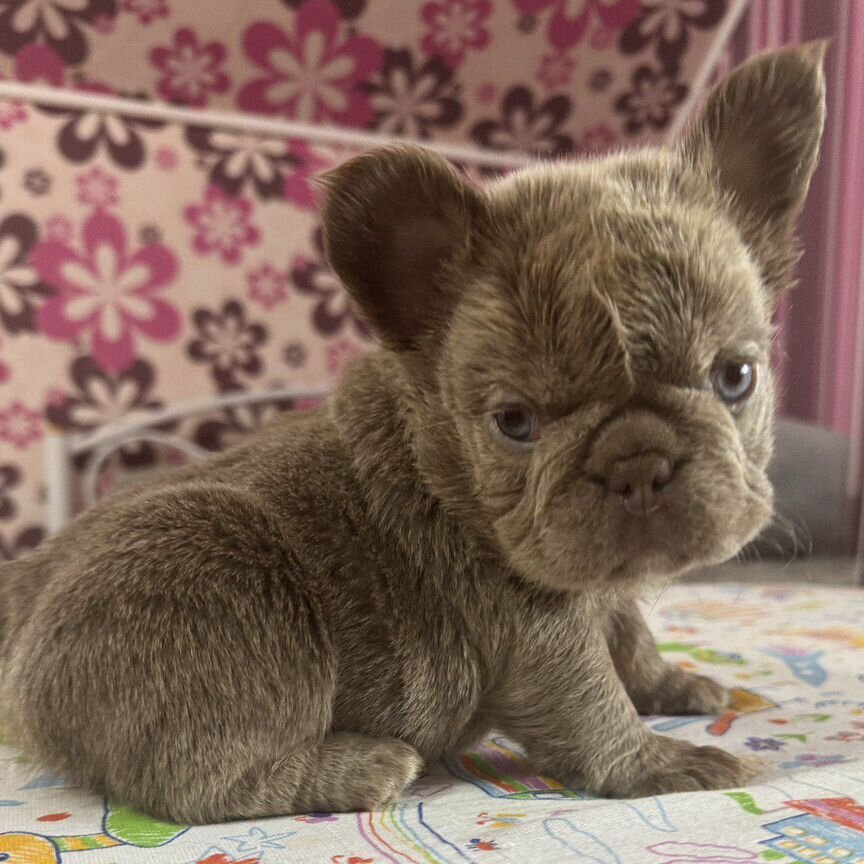 Французский бульдог Нью Шейд флаффи