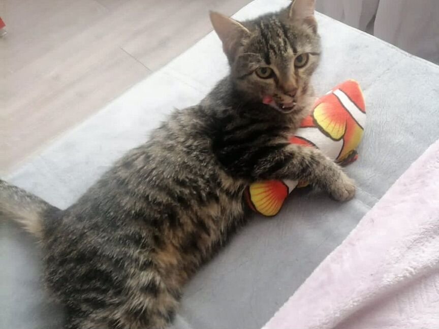 Котенок - девочка ищет дом