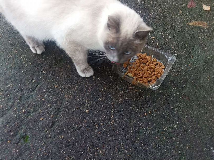 Отдам кота в добрые руки