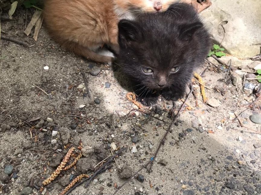 Красивые котята бесплатно
