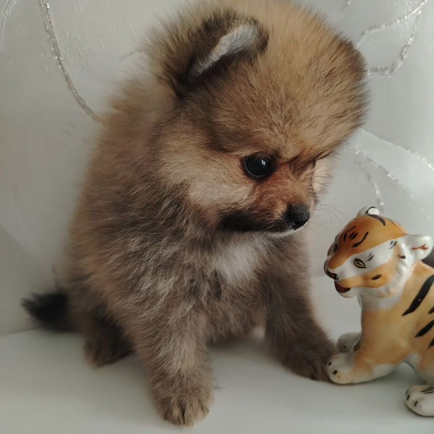 Померанский шпиц, щенок