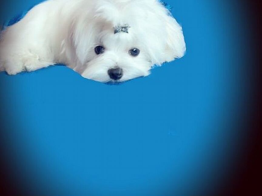 Мальтийская болонка. Мальтезе. Мальчик