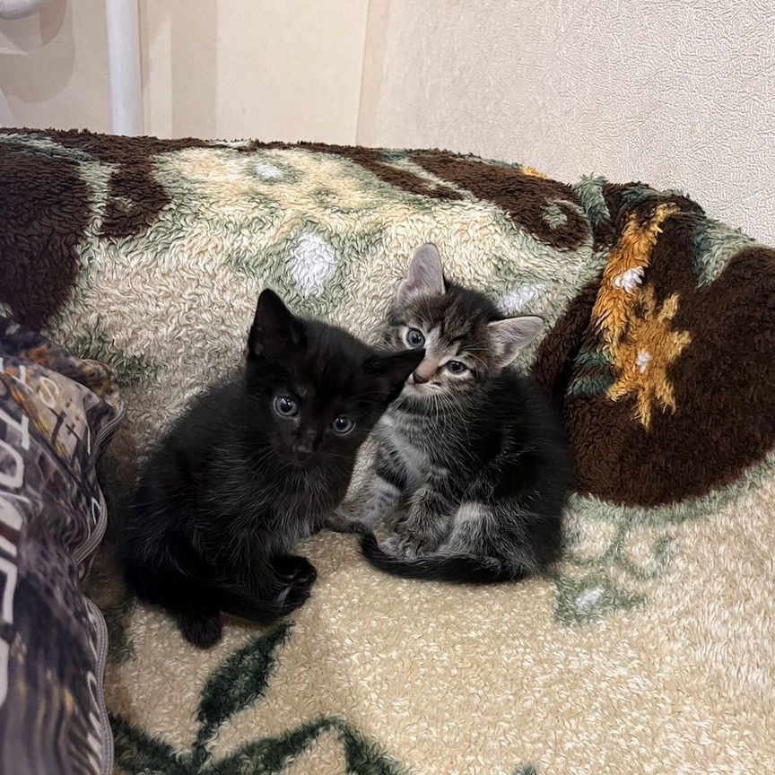Прекрасные котятки ищут дом