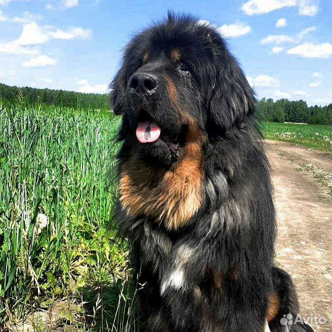 Тибетский мастиф вязка