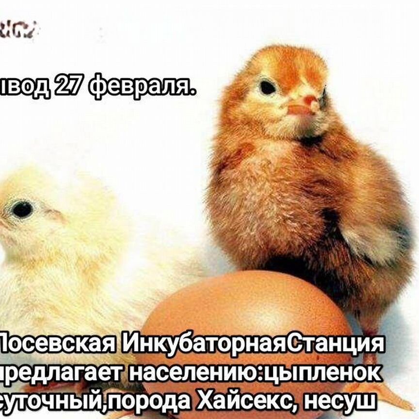 Цыплята суточные