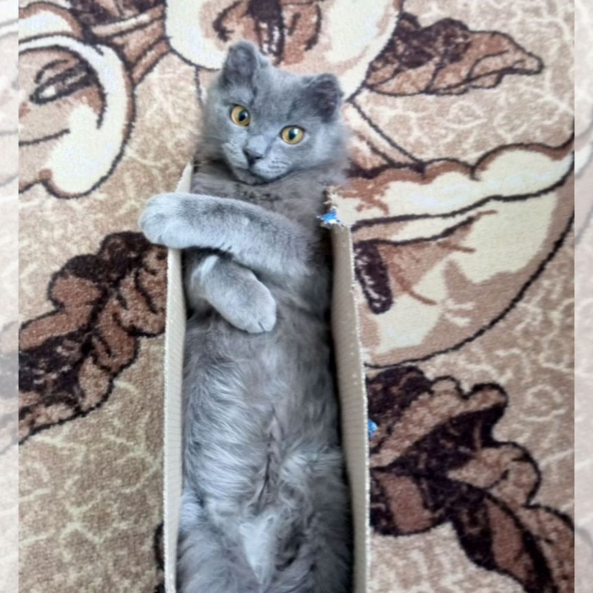 Взрослый кот в добрые руки