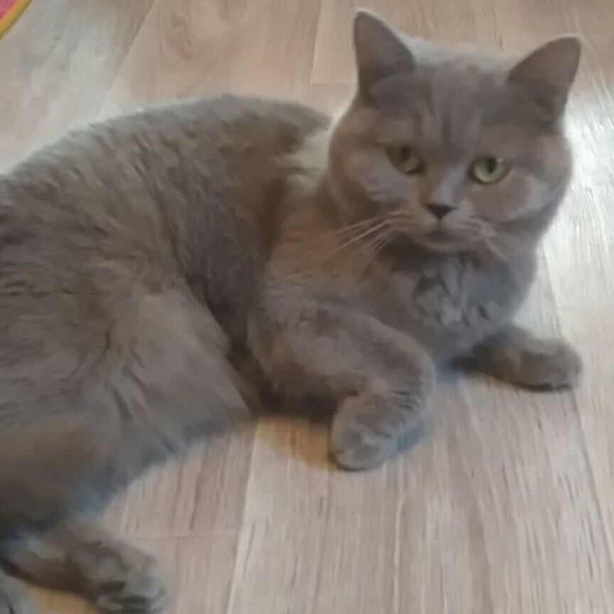 Кормящая кошка на кормление