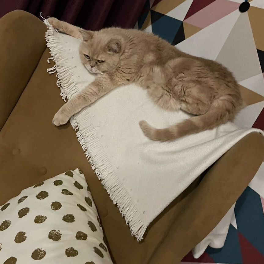 Кот в добрые руки