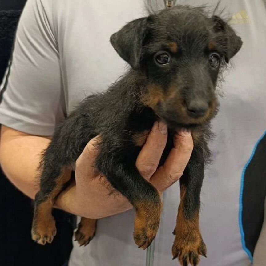 Немецкий охотничий терьер, щенок