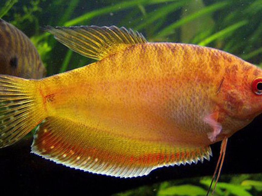 Гурами золотой. Самец