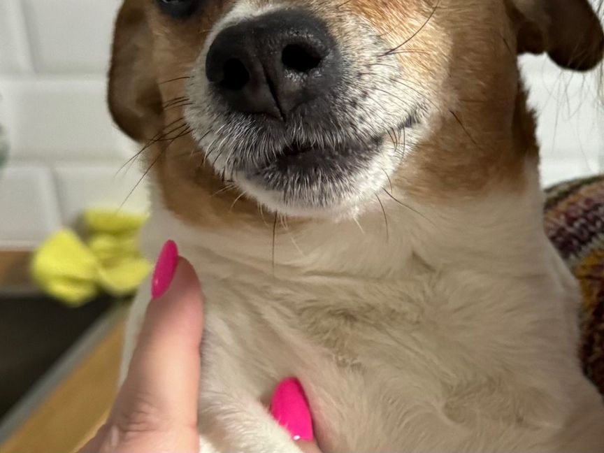 Джек Рассел - отдам с оплатой содержания