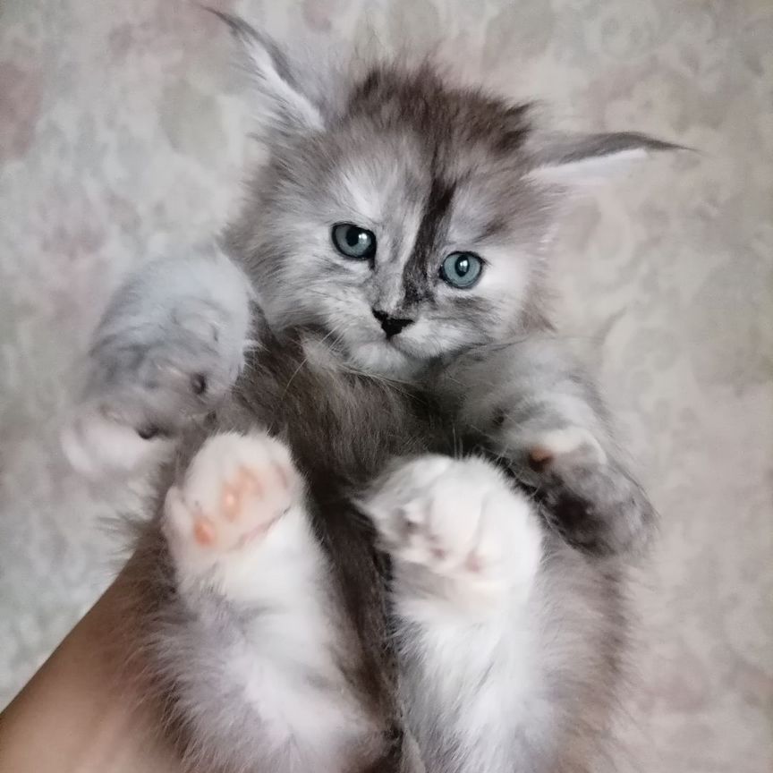 Котята мейн кун