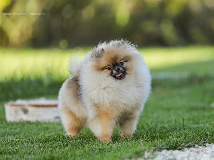 Померанский шпиц девочки