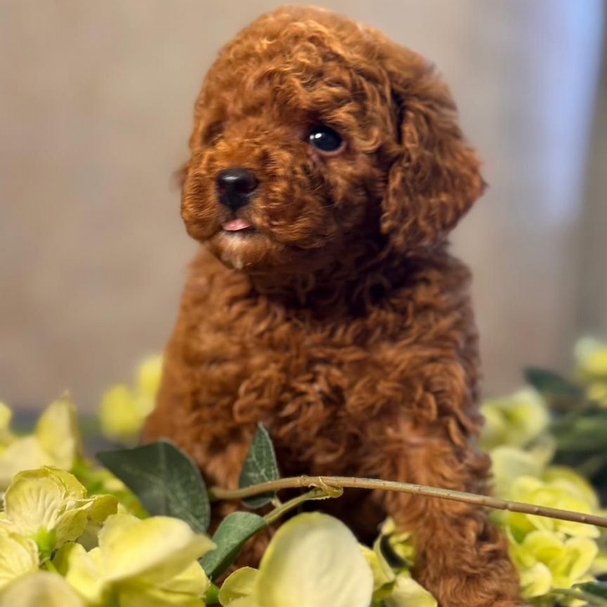 Той-пудель, щенок