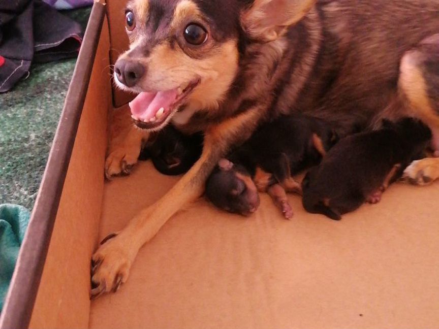 Щенки тойчики