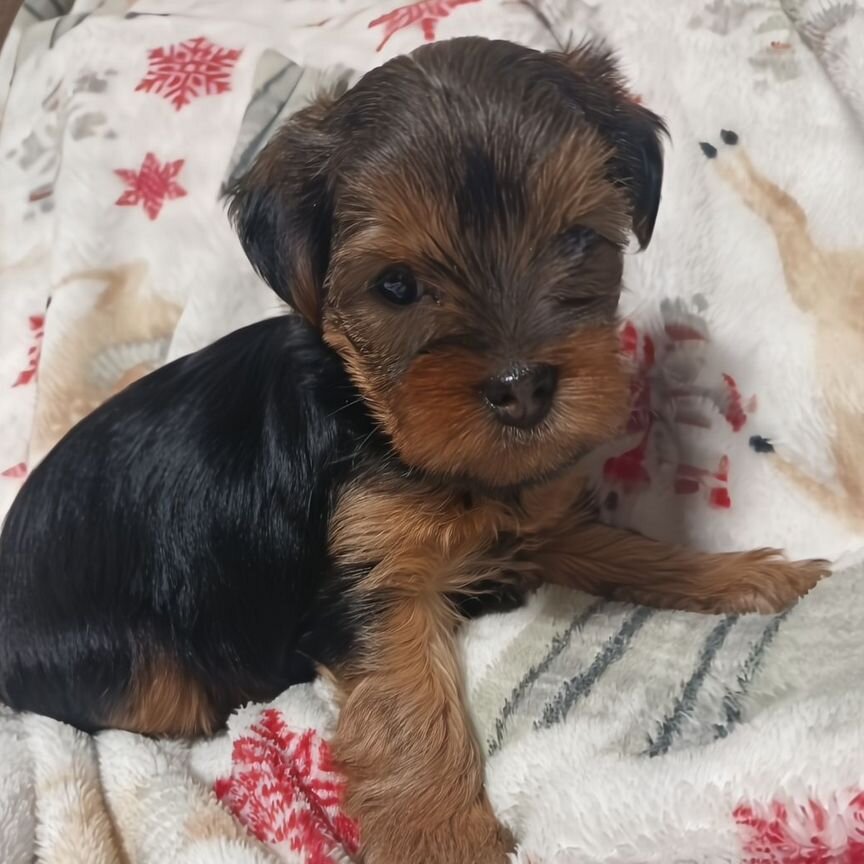 Йоркширский терьер, щенок