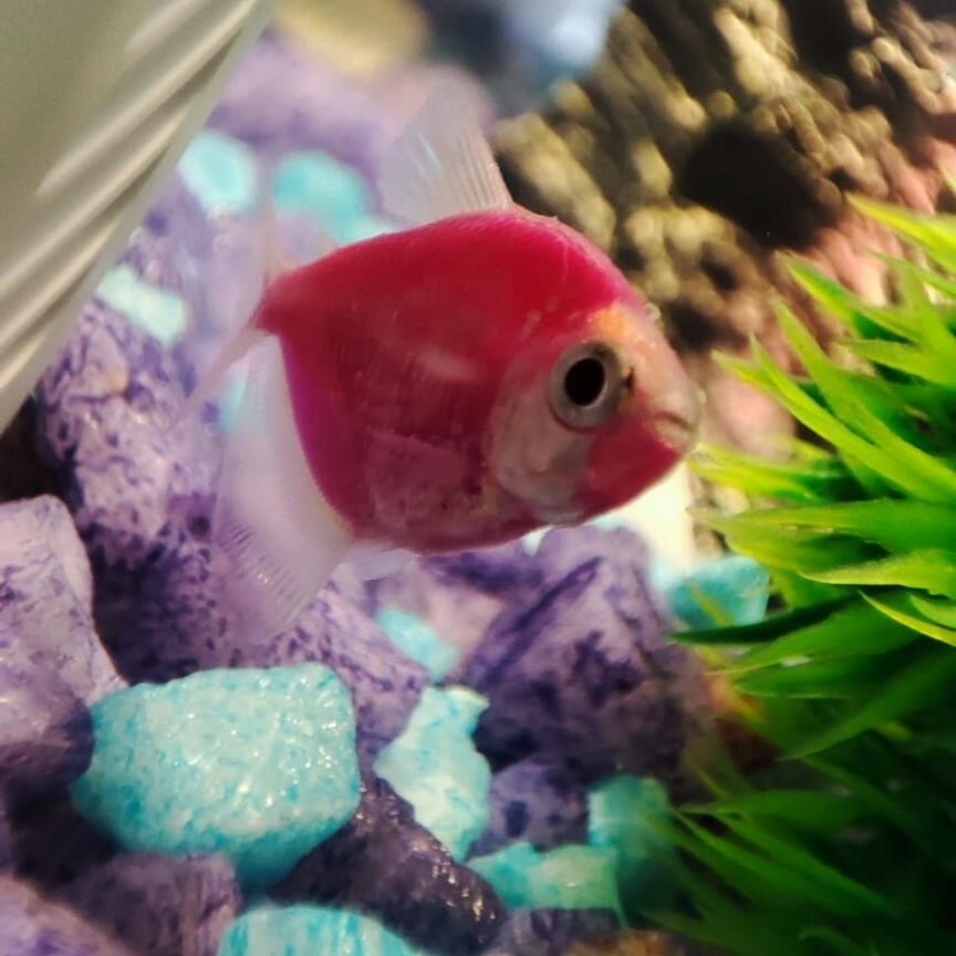 Тернеция glofish