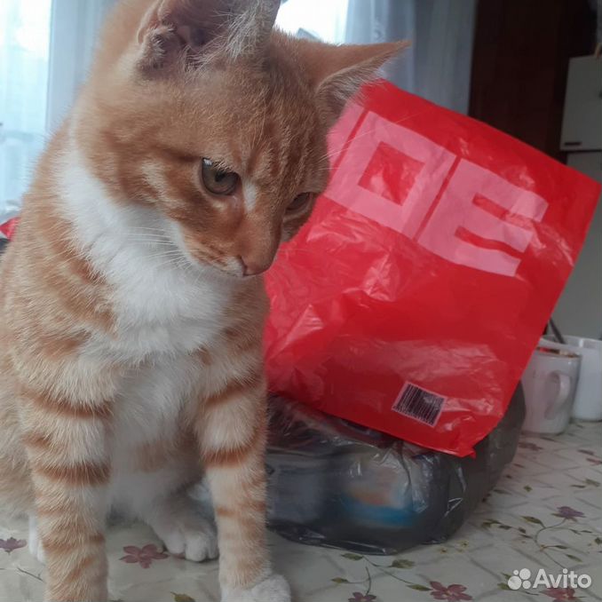 Рыжий котенок Лорд