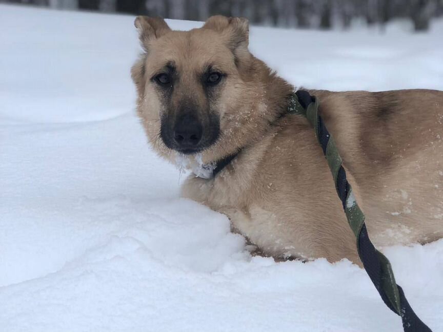 Нора ищет дом