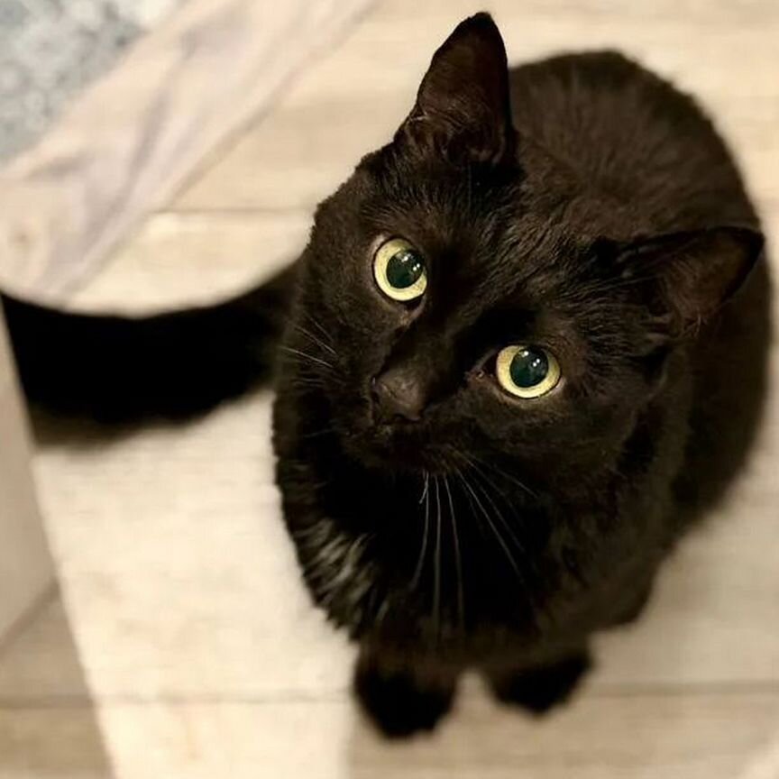 Взрослый кот в добрые руки