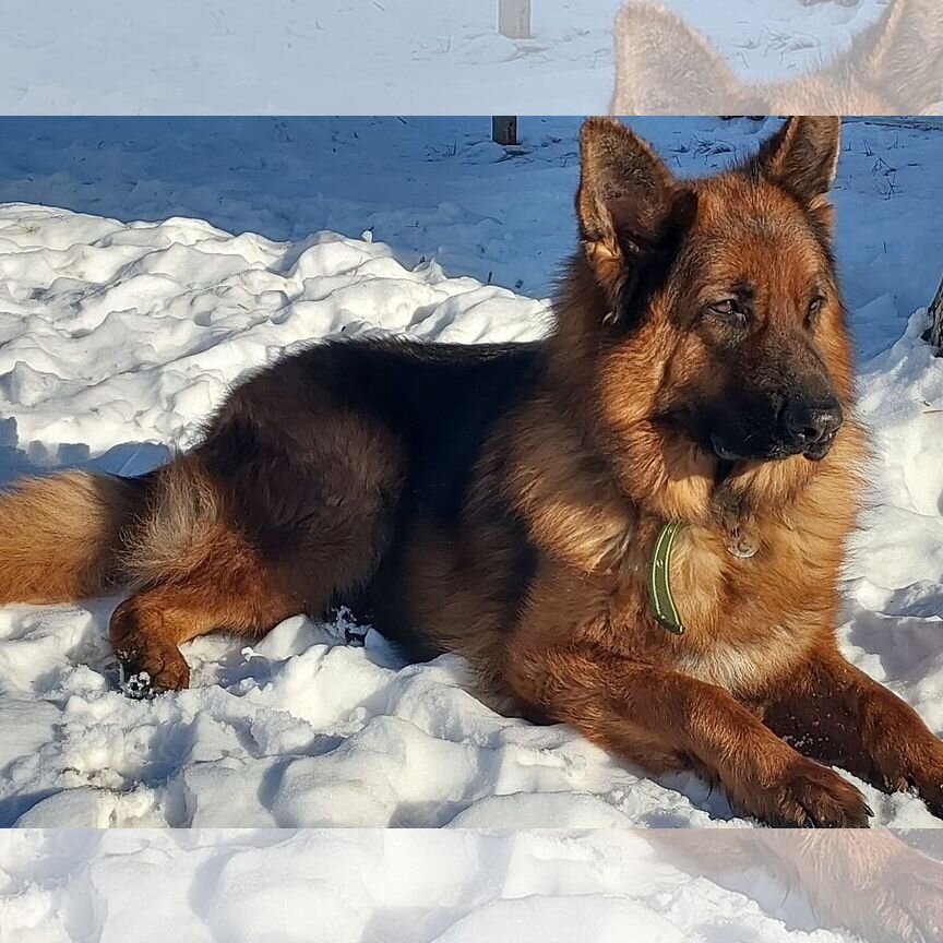 Немецкая овчарка, взрослый пёс