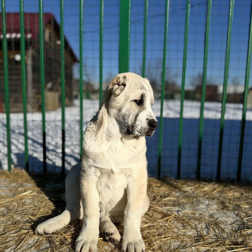Среднеазиатская овчарка алабай щенки
