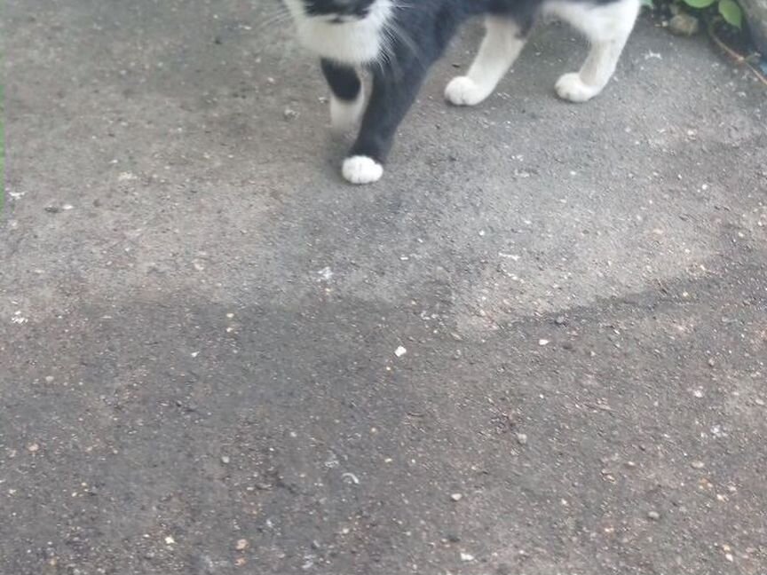 Кошка без хвоста