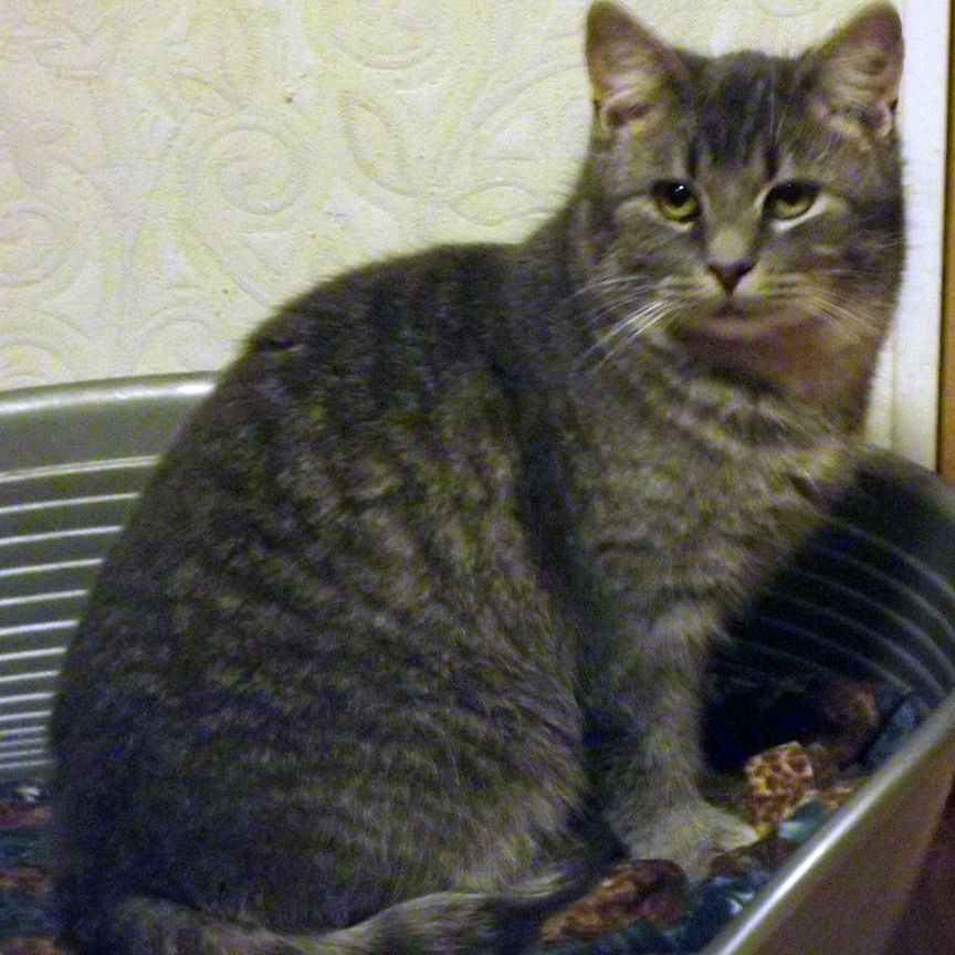 Кошечке Тучке нужен теплый дом и добрый хозяин