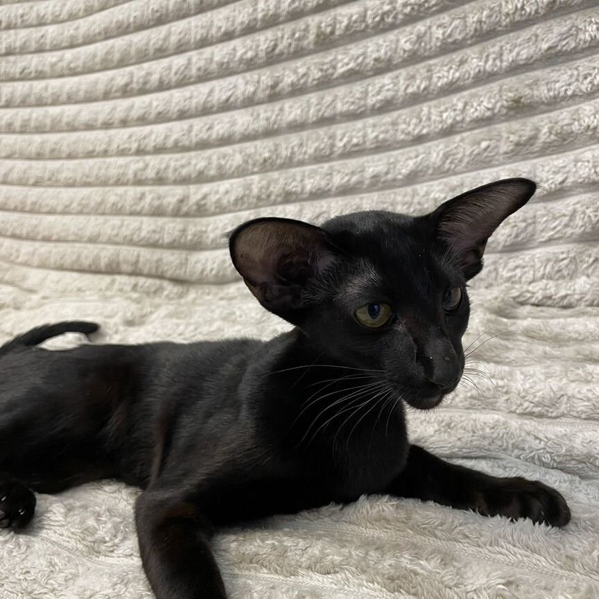 Ориентальные котята