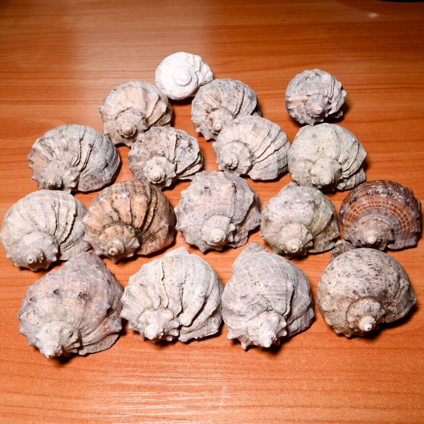 Ракушки раковина рапана