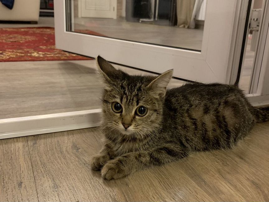 Котенок-девочка